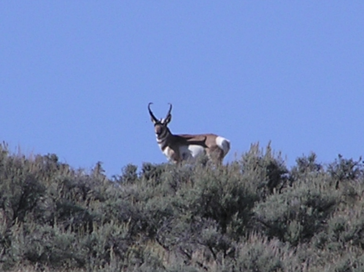 Colorado Antelope Hunting – Smith Rancho Trophy Hunts